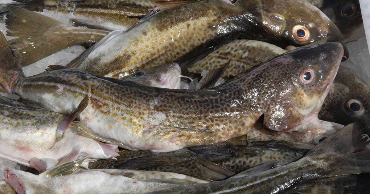 Ryby z Bałtyku na święta. Od jutra sprzedaż w Końskich - TKN24